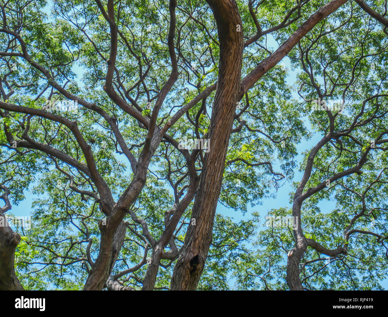 Big tree full of branches, Under the shade of tall trees in tropical ...