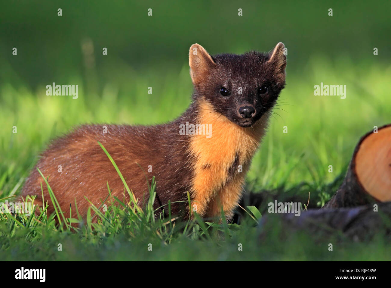 European Pine Marten Stock Photos & European Pine Marten Stock Images ...