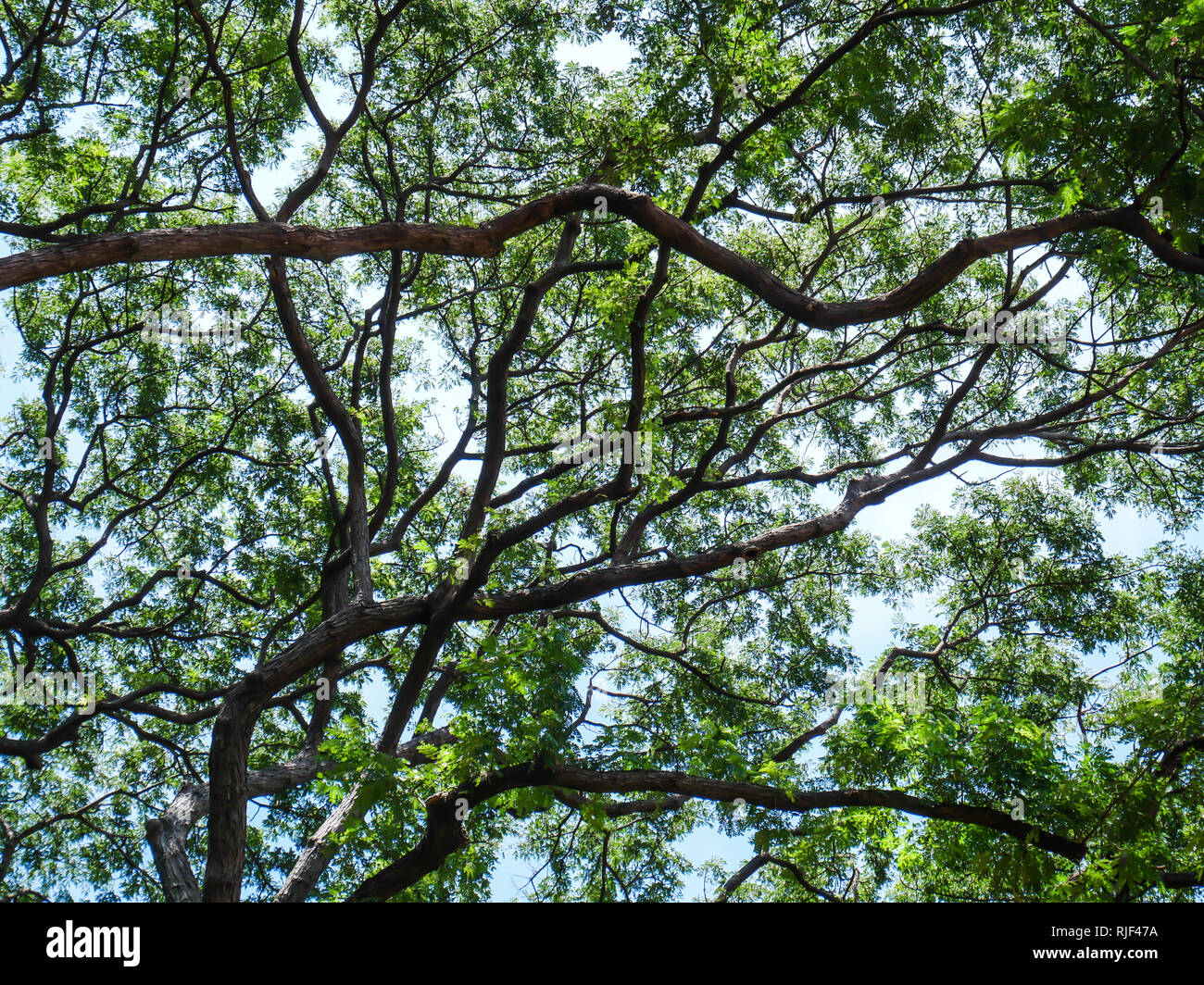 Tree branches full green summer hi-res stock photography and images - Alamy