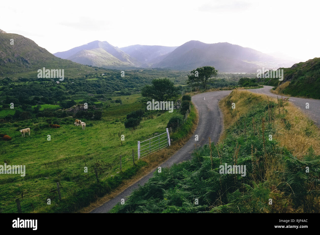 Road through beautiful Irish countryside Stock Photo - Alamy