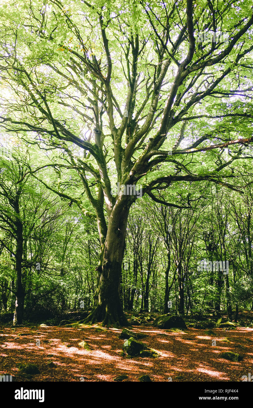 romantic forest in ireland near galway Stock Photo - Alamy