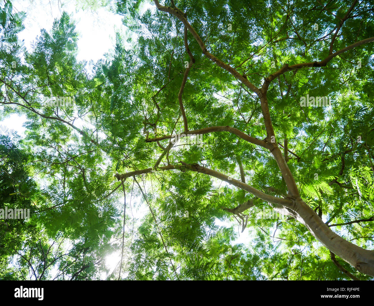 Big tree with fresh green leaves hi-res stock photography and images ...