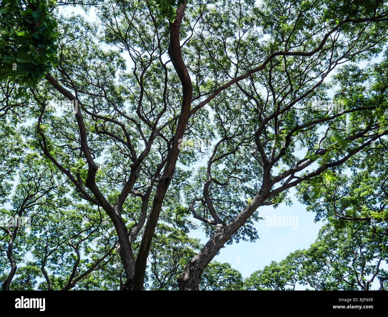 Big tree full of branches, Under the shade of tall trees in tropical ...