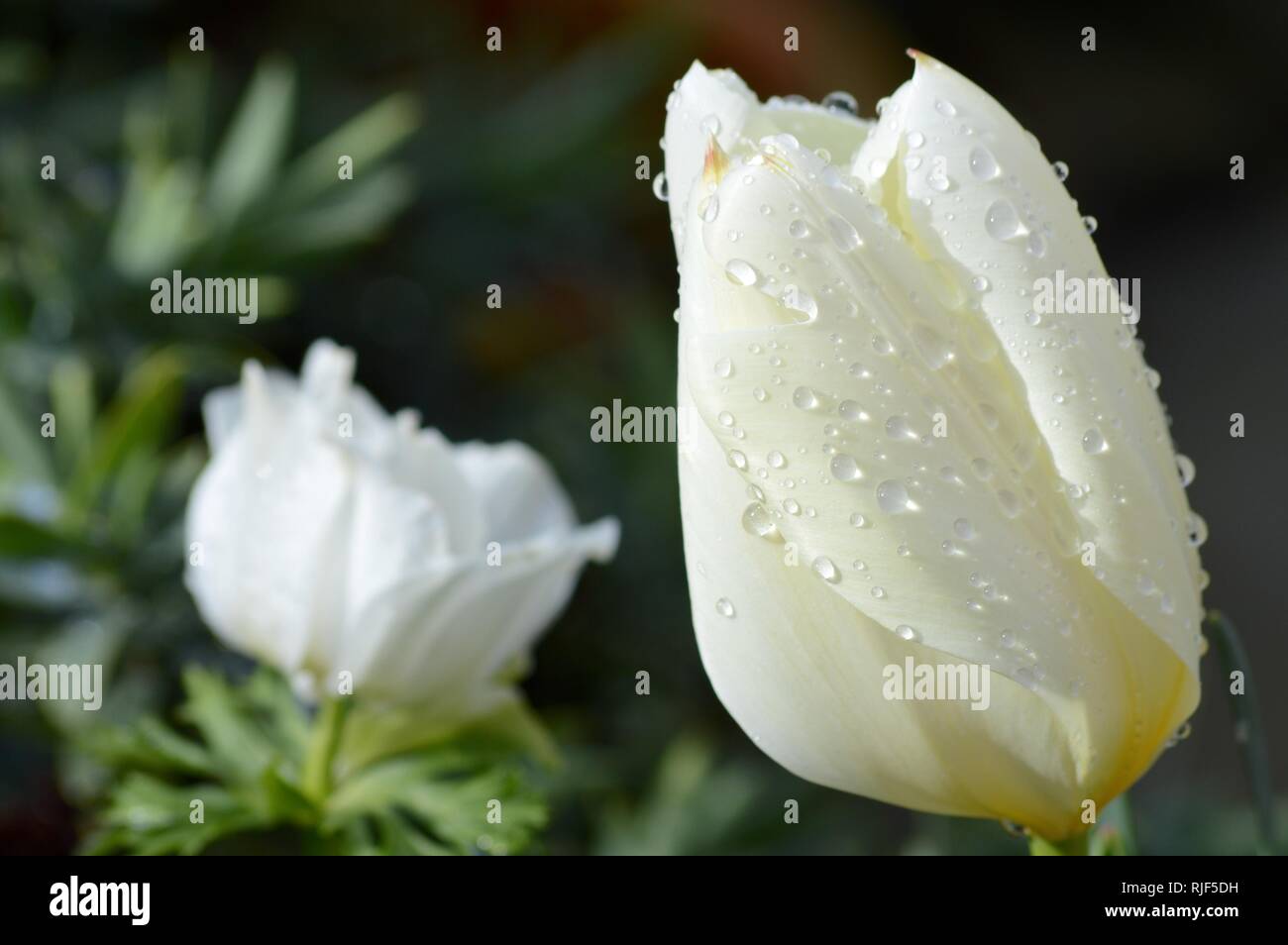 Flower on a dew spring morning Stock Photo - Alamy