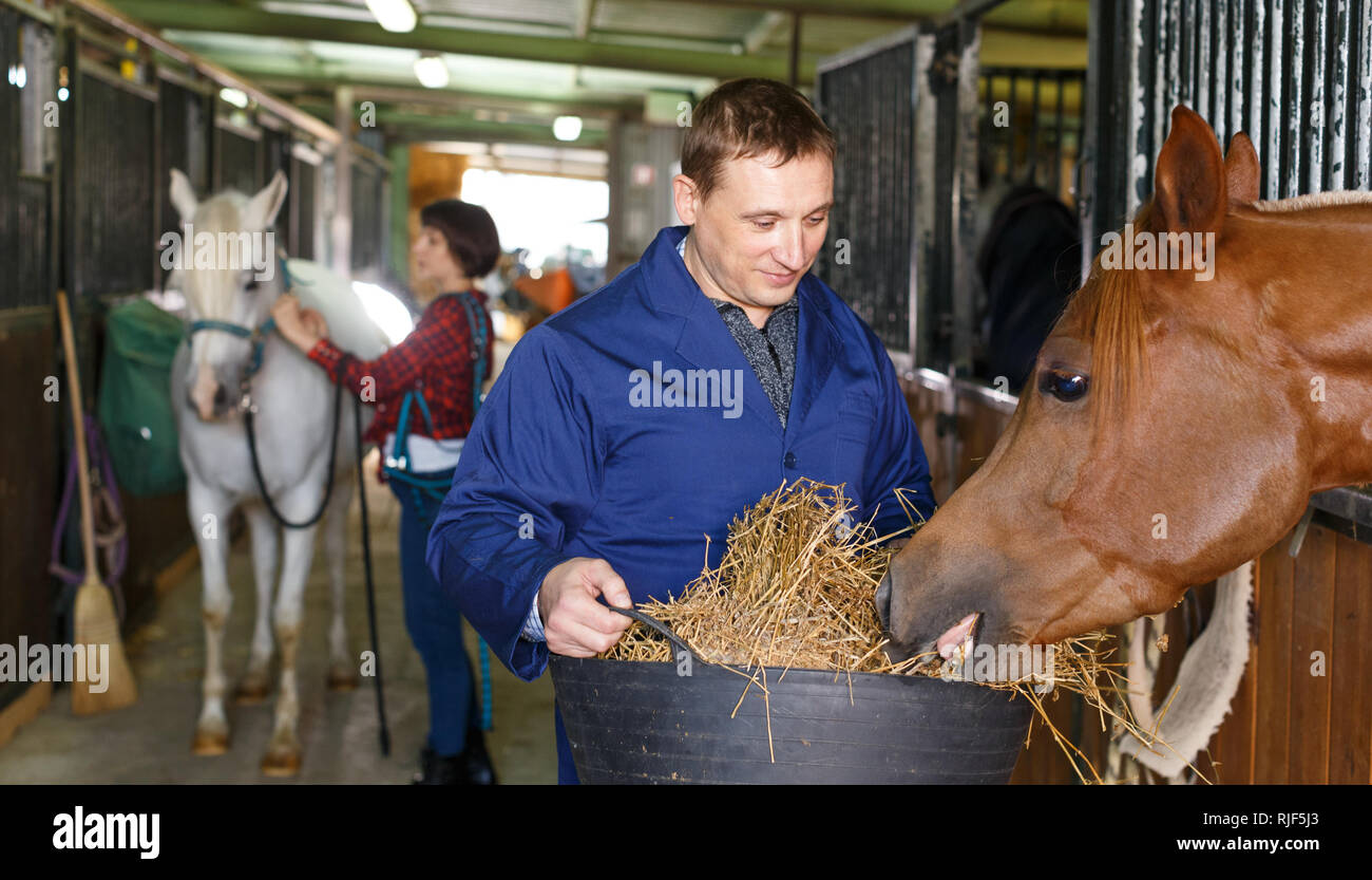 Man in working clothes feeding horse with hay at stable Stock Photo - Alamy
