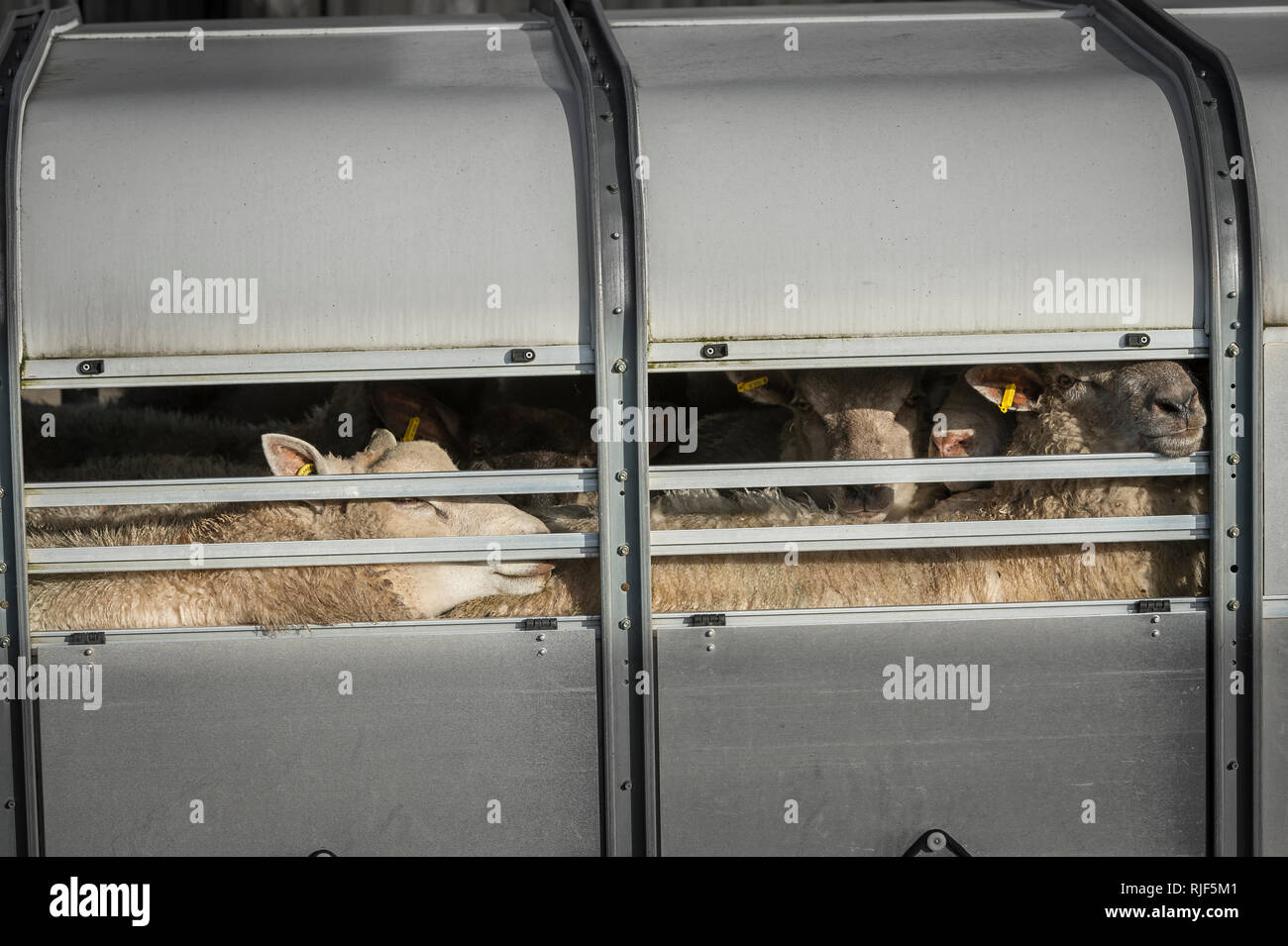 Trailer of sheep hi-res stock photography and images - Alamy