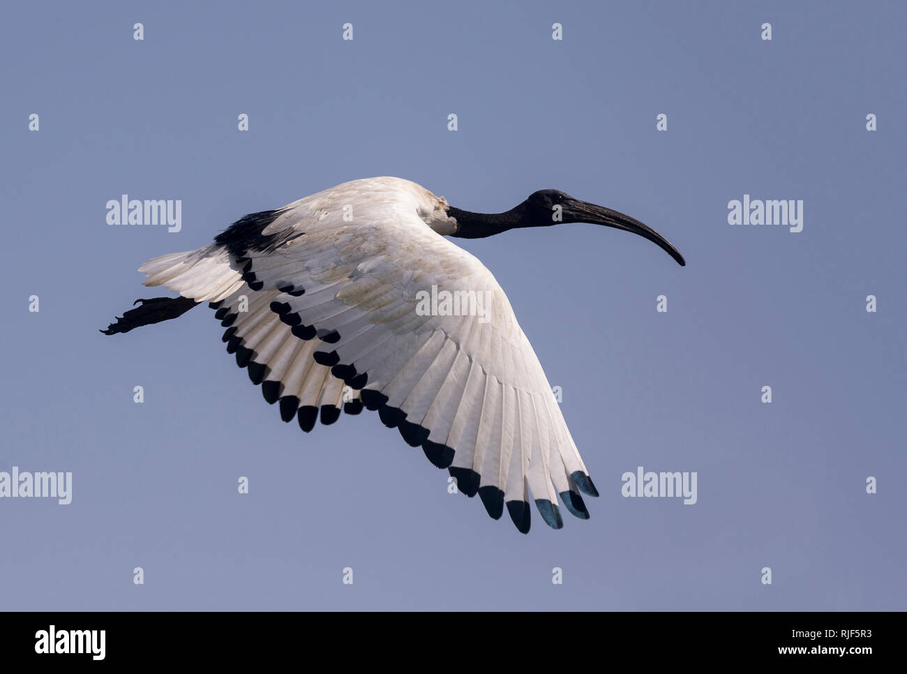 Sacred Ibis (Threskiornis aethiopicus) in flight. Ziway Lake, Ethiopia ...