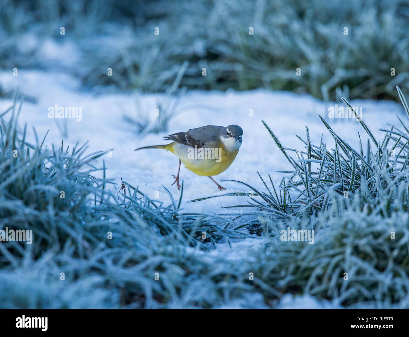 Grey wagtail in snow hi-res stock photography and images - Alamy