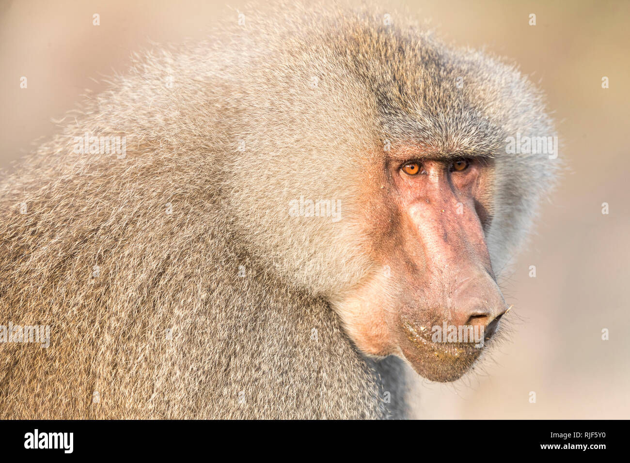 Hamadryas papio hamadryas portrait of dominant male awash national park ...