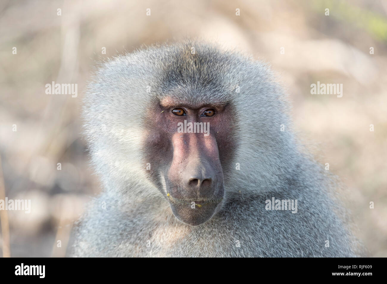 Hamadryas papio hamadryas portrait of dominant male awash national park ...
