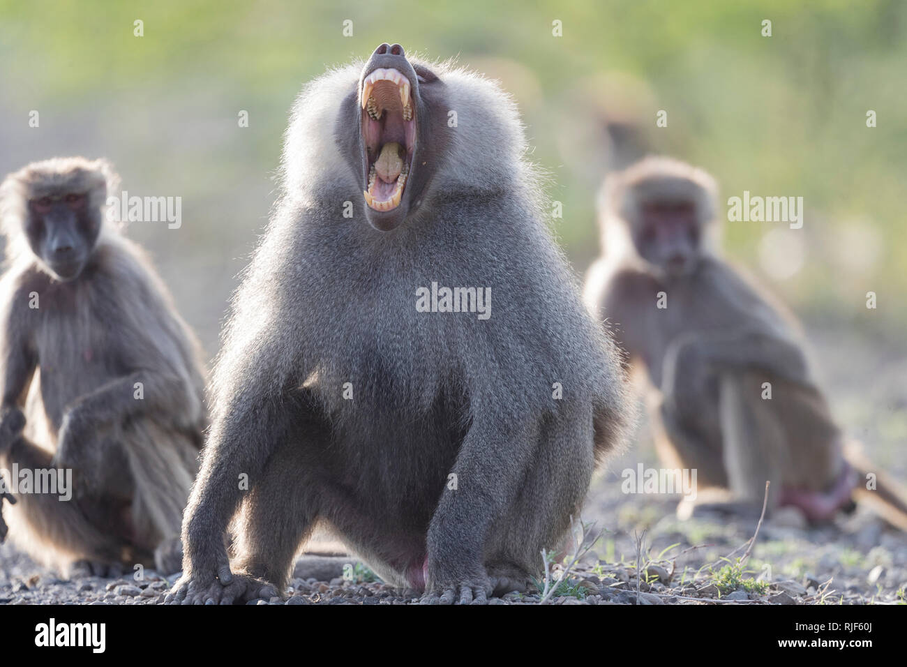 Hamadryas Baboon (Papio hamadryas). Dominant male with two other ...