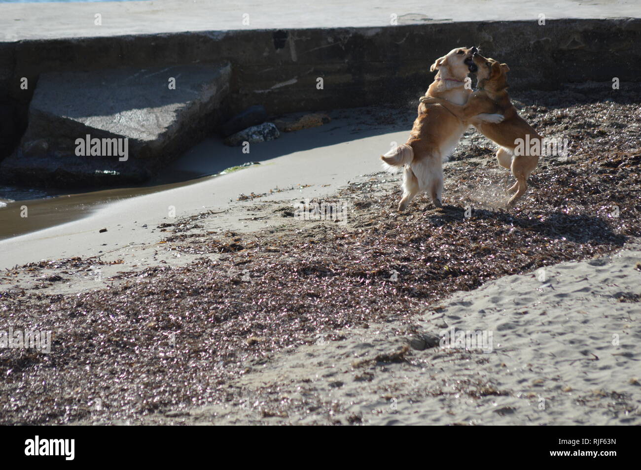 Dogs playing on the beach Stock Photo - Alamy