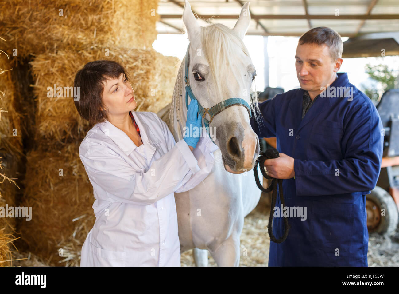 Female vet giving medical exam to horse in stable Stock Photo - Alamy