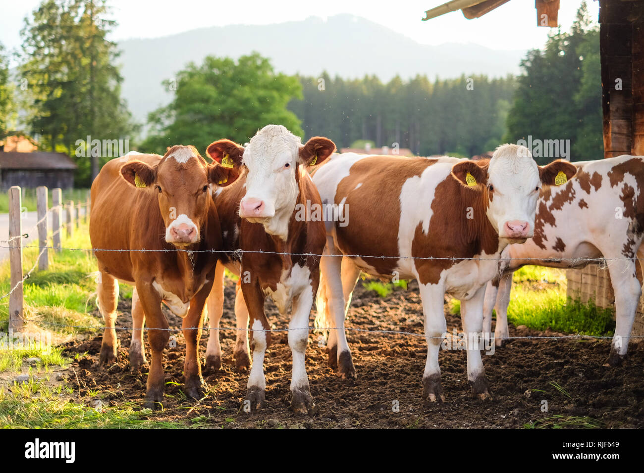 happy cows photographed in backlight looking at the camera Stock Photo ...