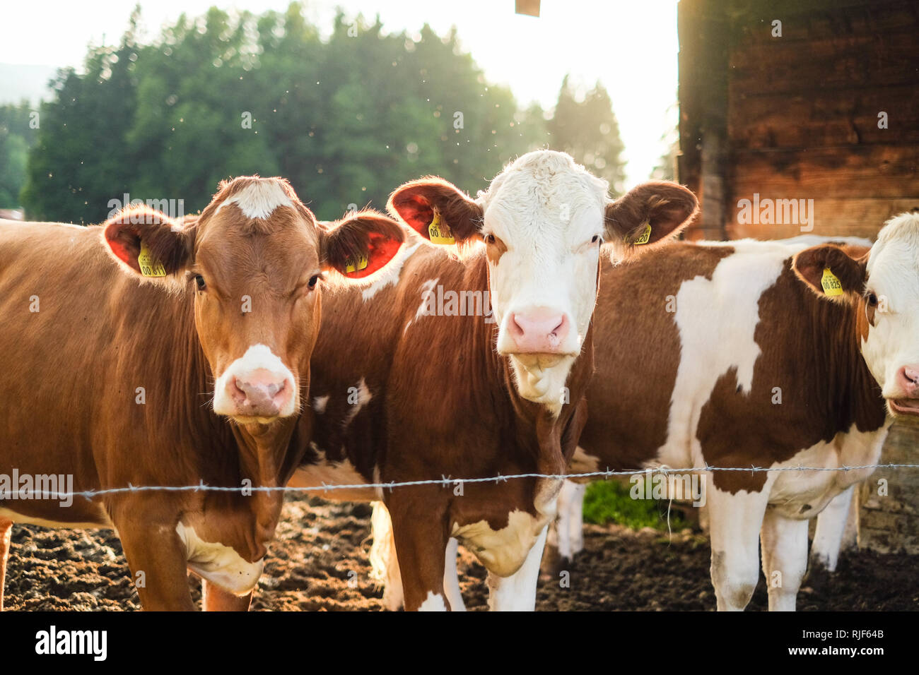 happy cows photographed in backlight looking at the camera Stock Photo ...