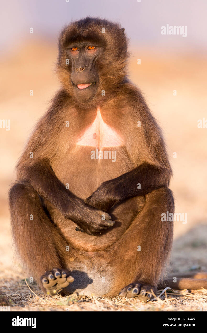 Female gelada hi-res stock photography and images - Alamy