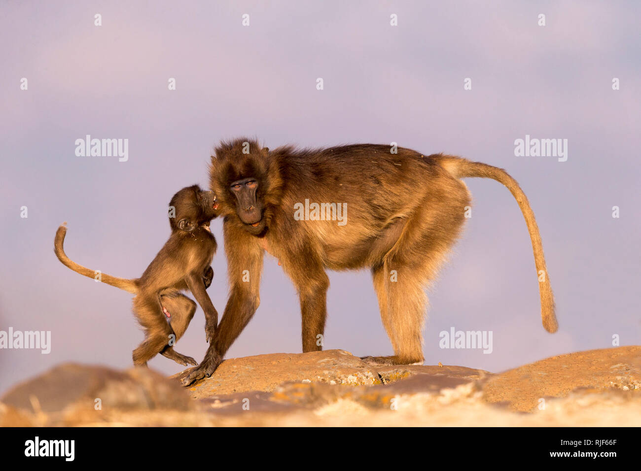 Female with young theropithecus gelada hi-res stock photography and ...