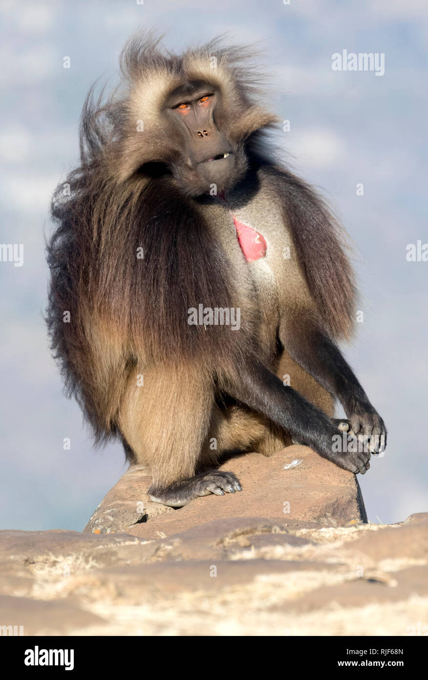 Theropithecus gelada hi-res stock photography and images - Alamy