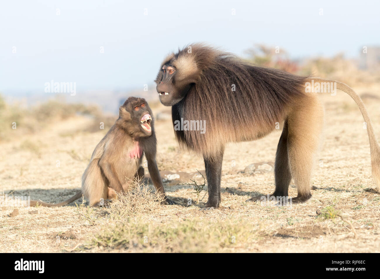Gelada Baboon (Theropithecus gelada). Dominant male and female ...