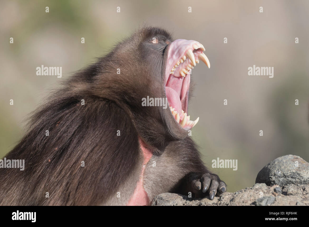 Gelada Baboon (Theropithecus gelada). Male in intimidation posture ...