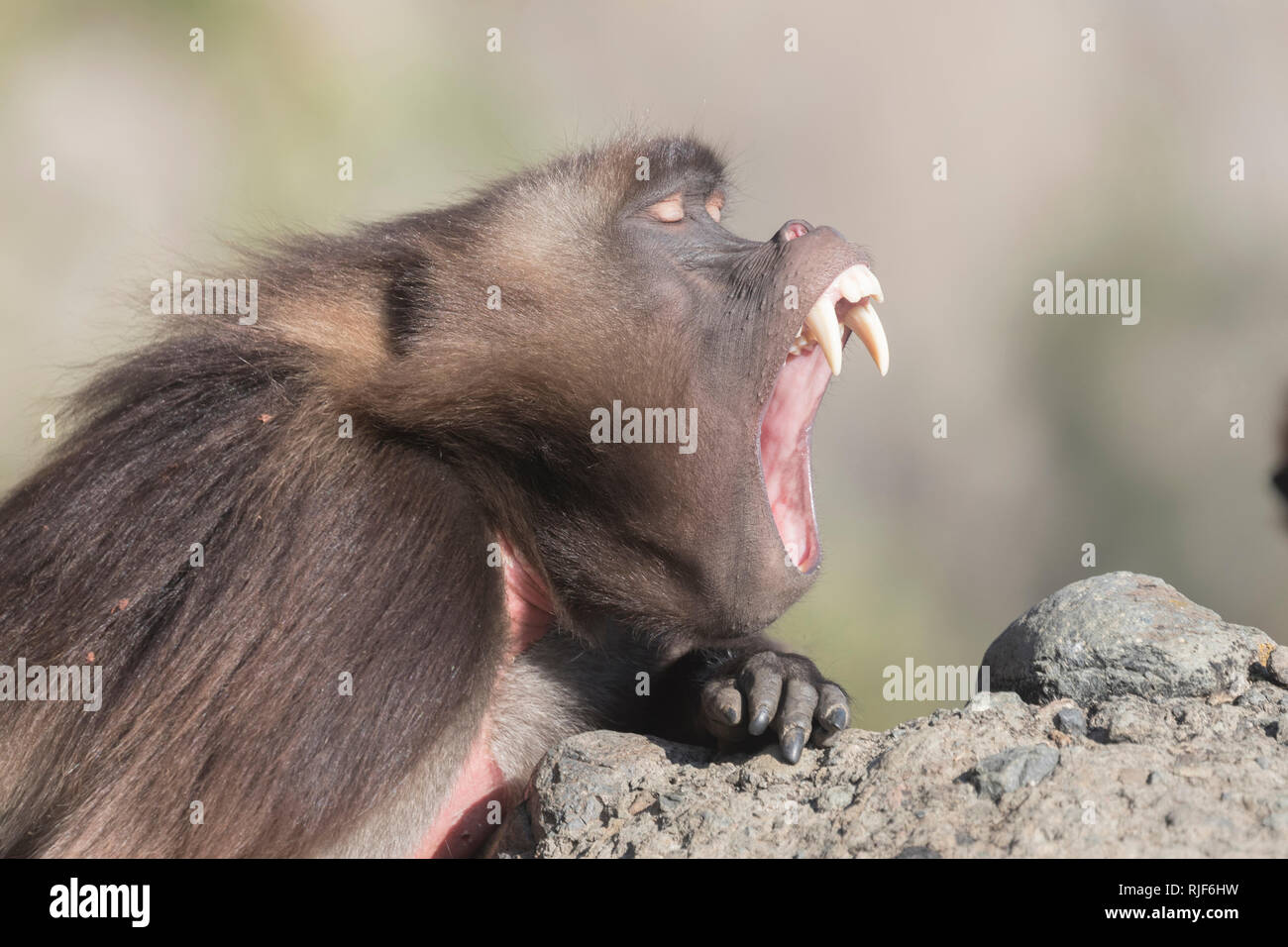 African Baboons Teeth