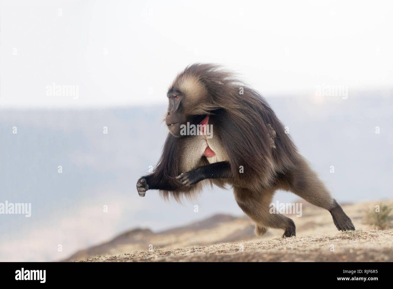 Gelada Baboon (Theropithecus gelada). Male jumping. Ethiopia Stock ...