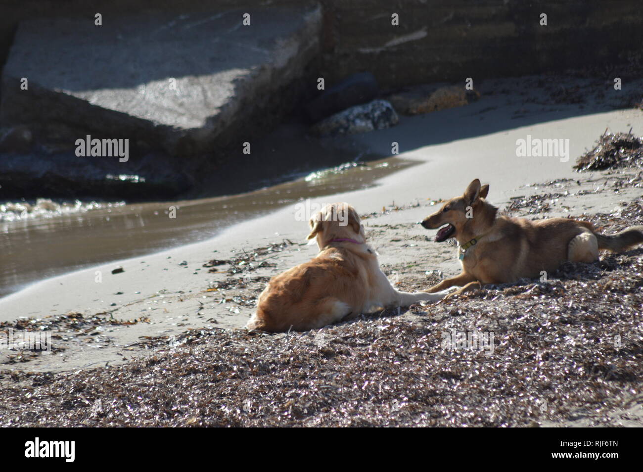 Dogs playing on the beach Stock Photo - Alamy
