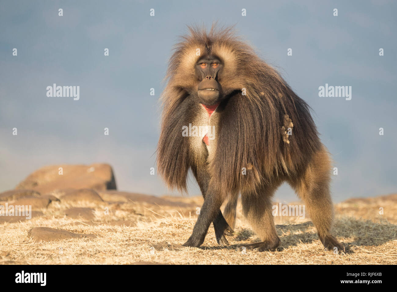 Gelada hi-res stock photography and images - Alamy