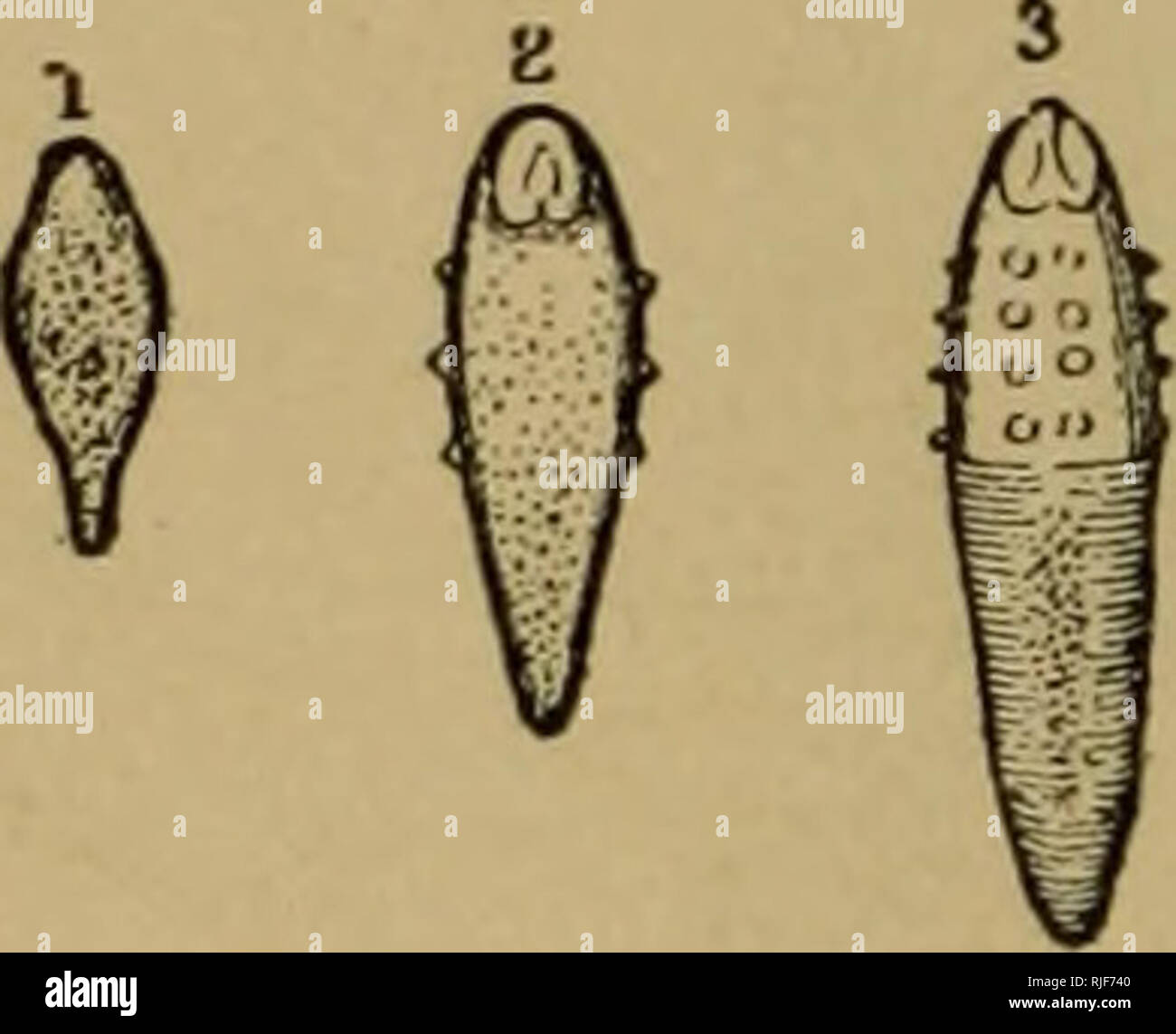 Demodex folliculorum hi-res stock photography and images - Alamy