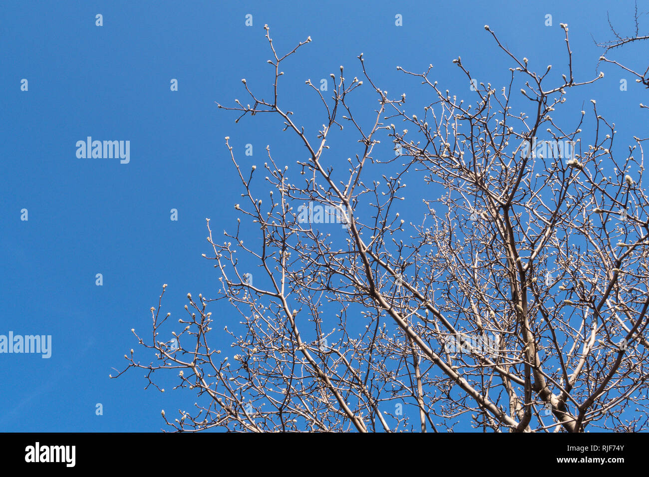 Magnolia tree winter hi-res stock photography and images - Alamy