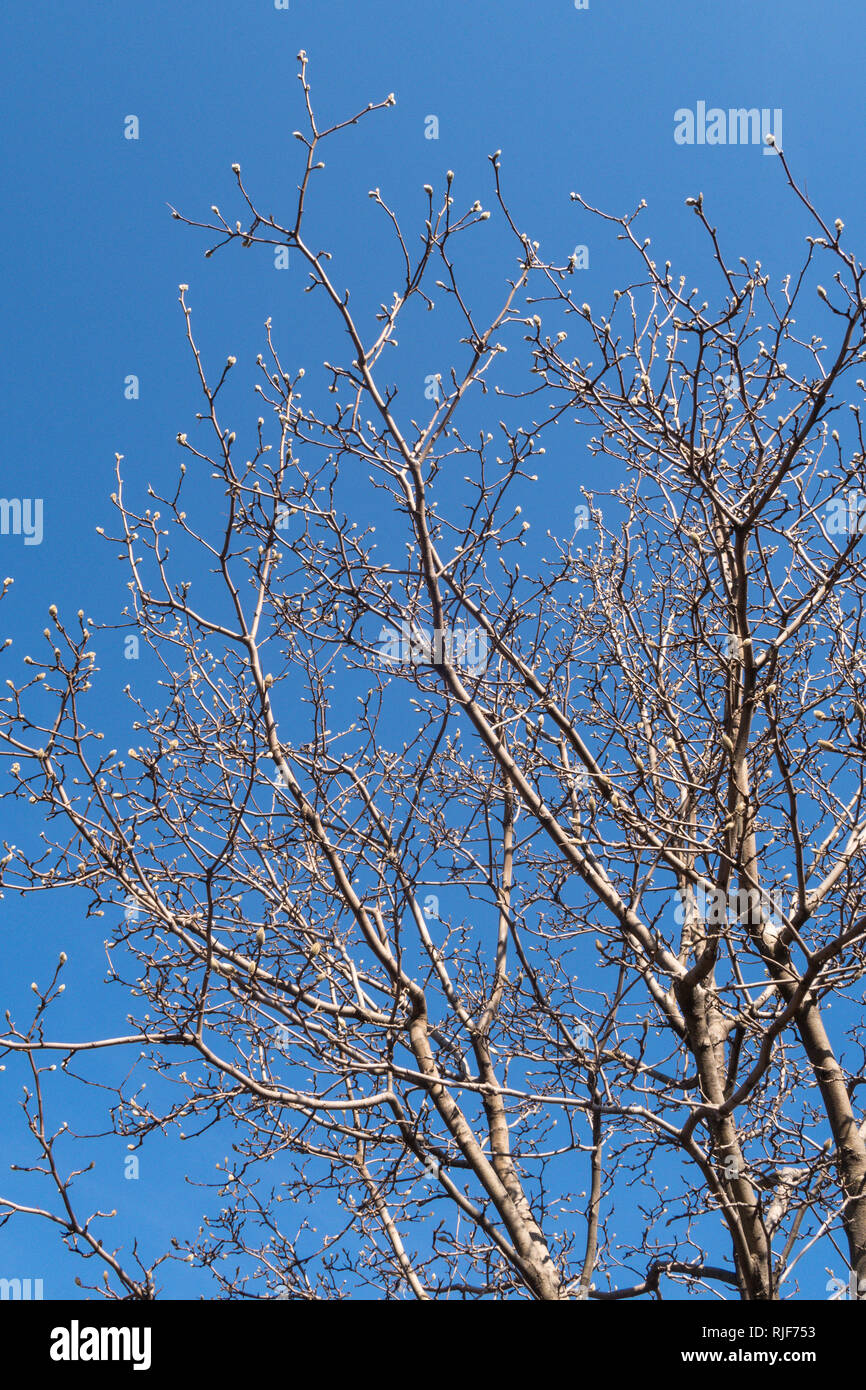 Magnolia tree winter hi-res stock photography and images - Alamy