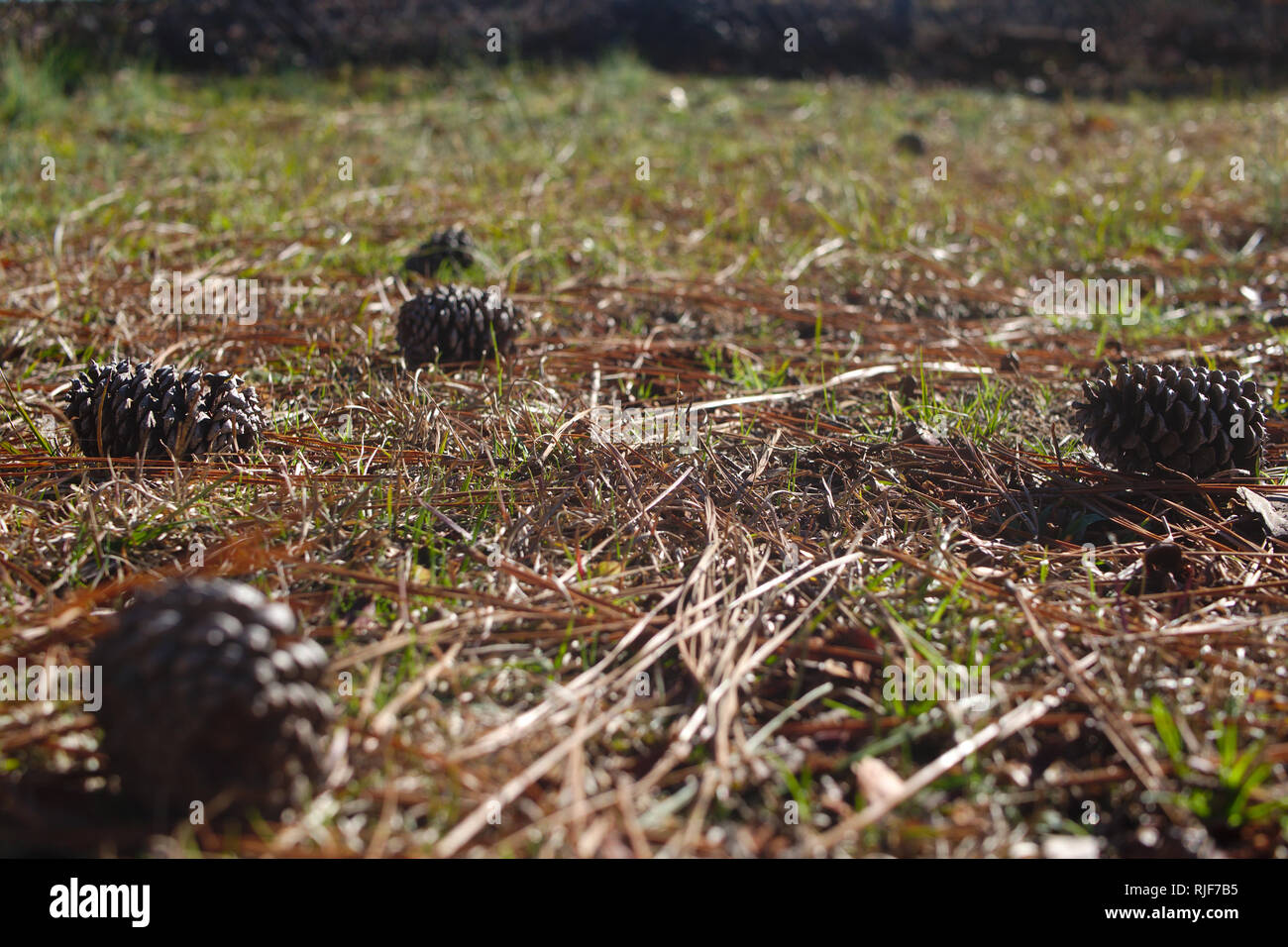 Close-up photo of a several grey pine cones laying on the grown in ...