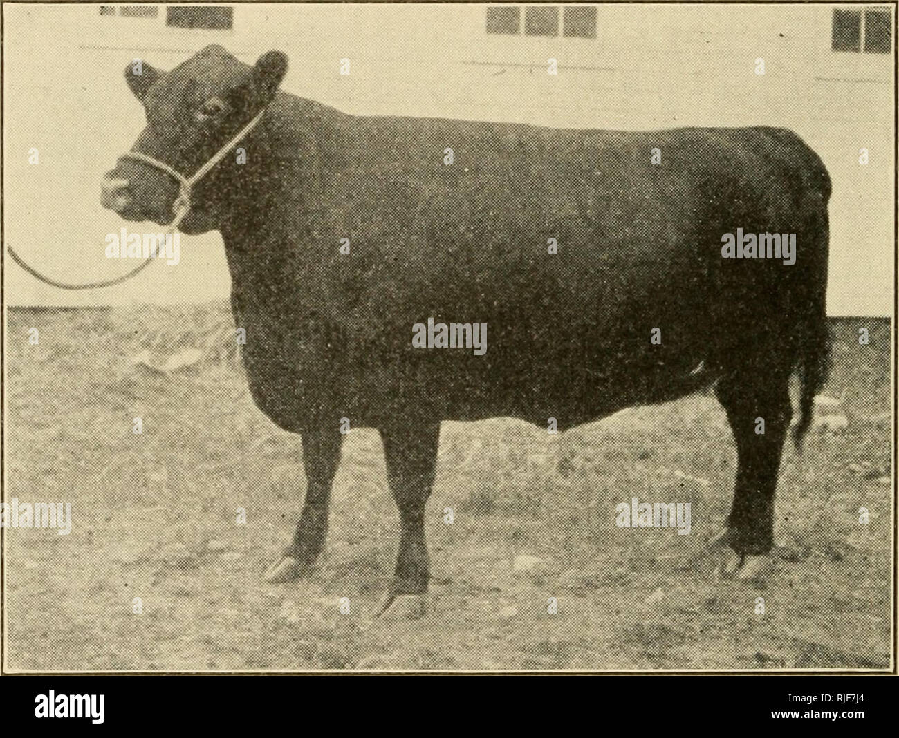 Compact body and short legs hi-res stock photography and images - Alamy