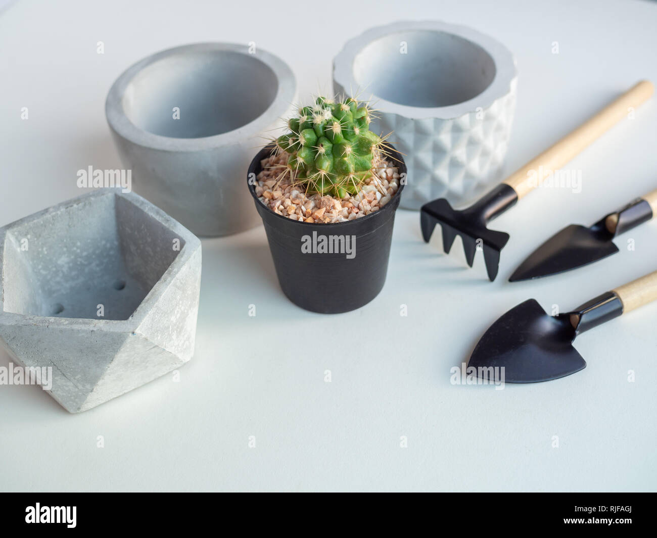 Cactus plant in black plastic pot with empty geometric concrete ...