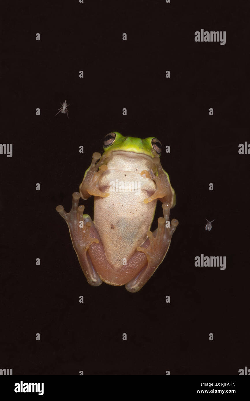 Frog insects hi-res stock photography and images - Alamy