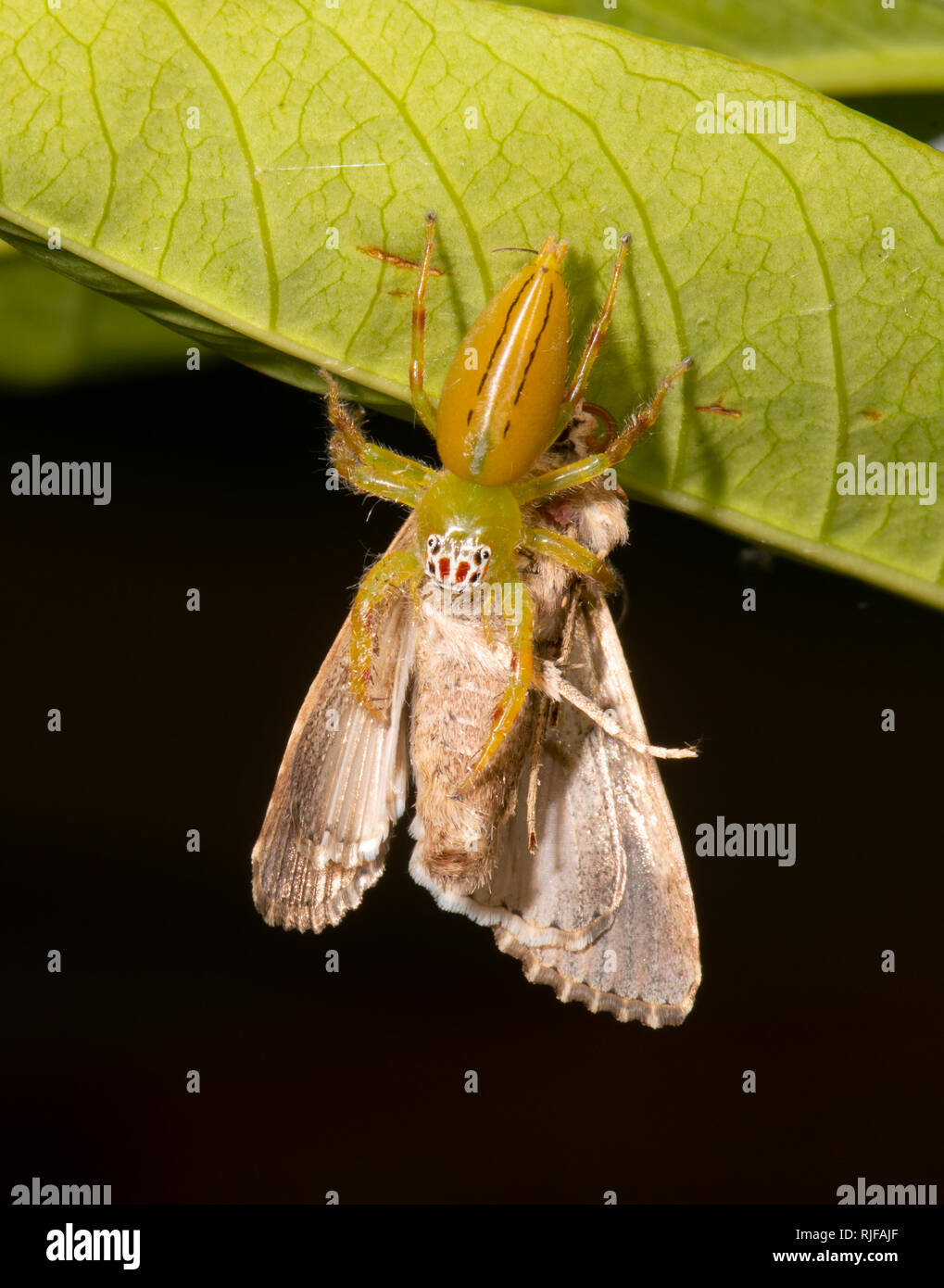 Female Mopsus mormon with insect prey, Cairns, Far North Queensland ...