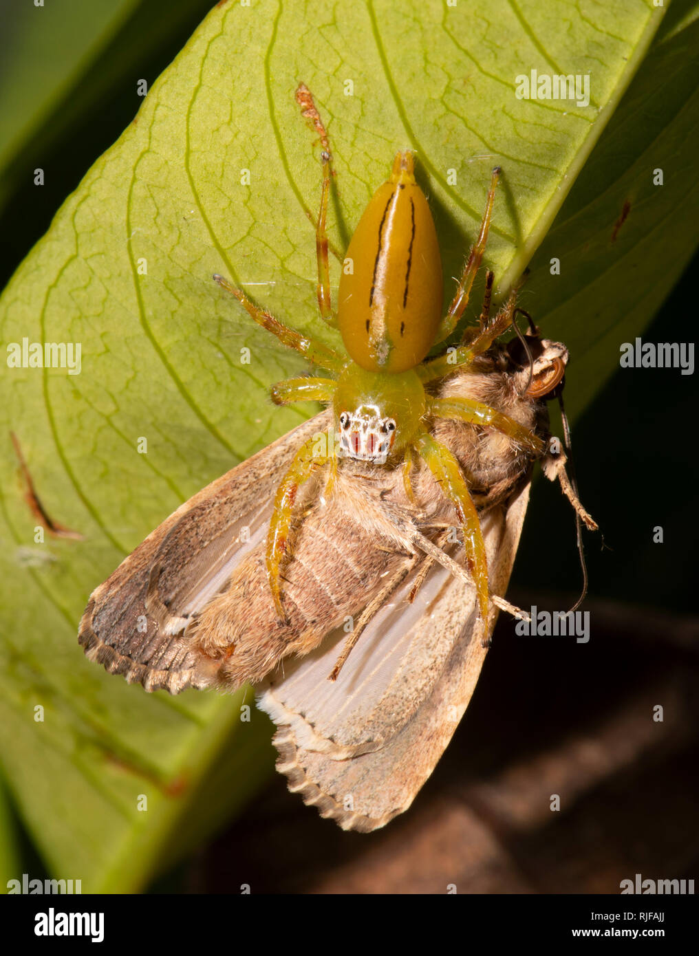 Female Mopsus mormon with insect prey, Cairns, Far North Queensland ...