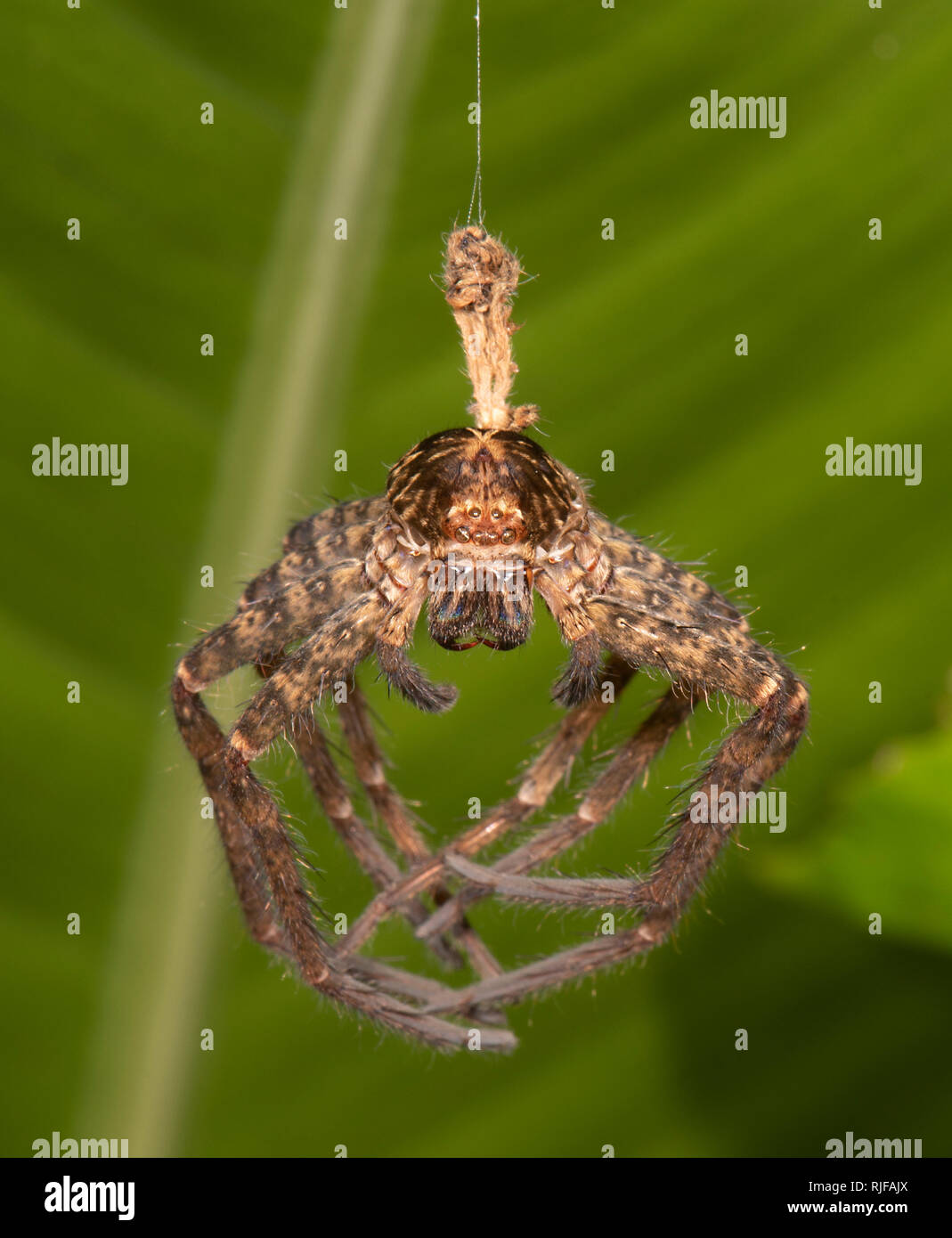 Huntsman spiders heteropoda hi-res stock photography and images - Alamy