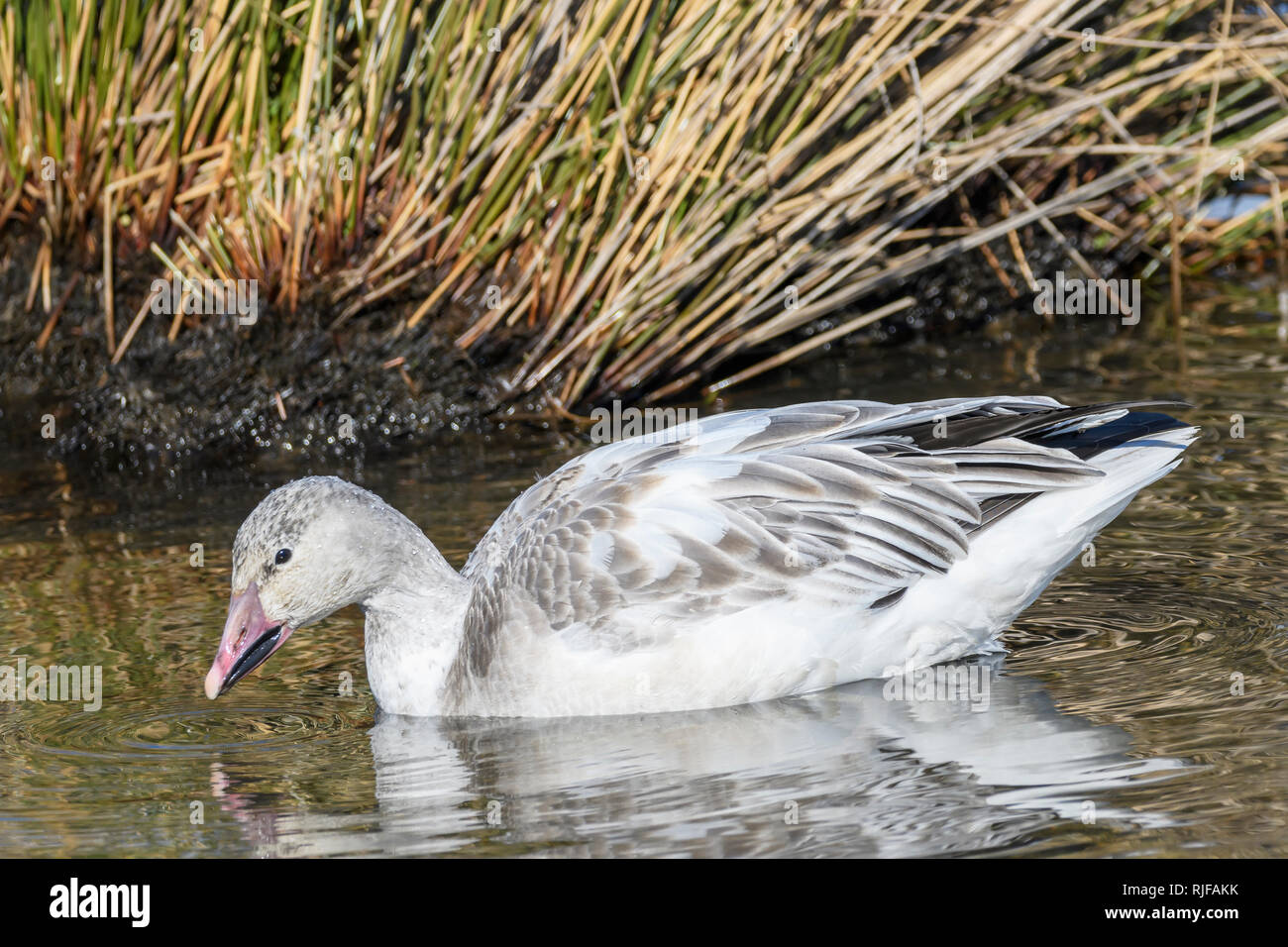 Anser chen caerulescens hi-res stock photography and images - Alamy