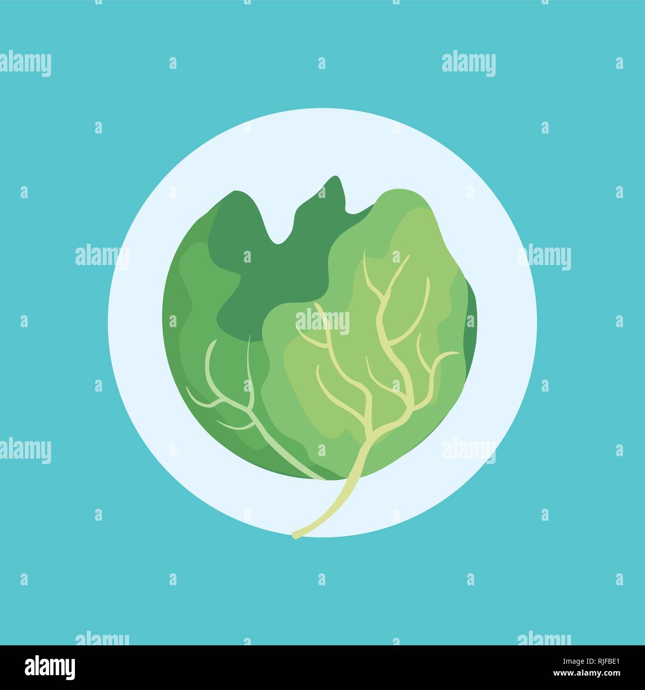 fresh cabbage vegetable icon Stock Vector Image & Art - Alamy