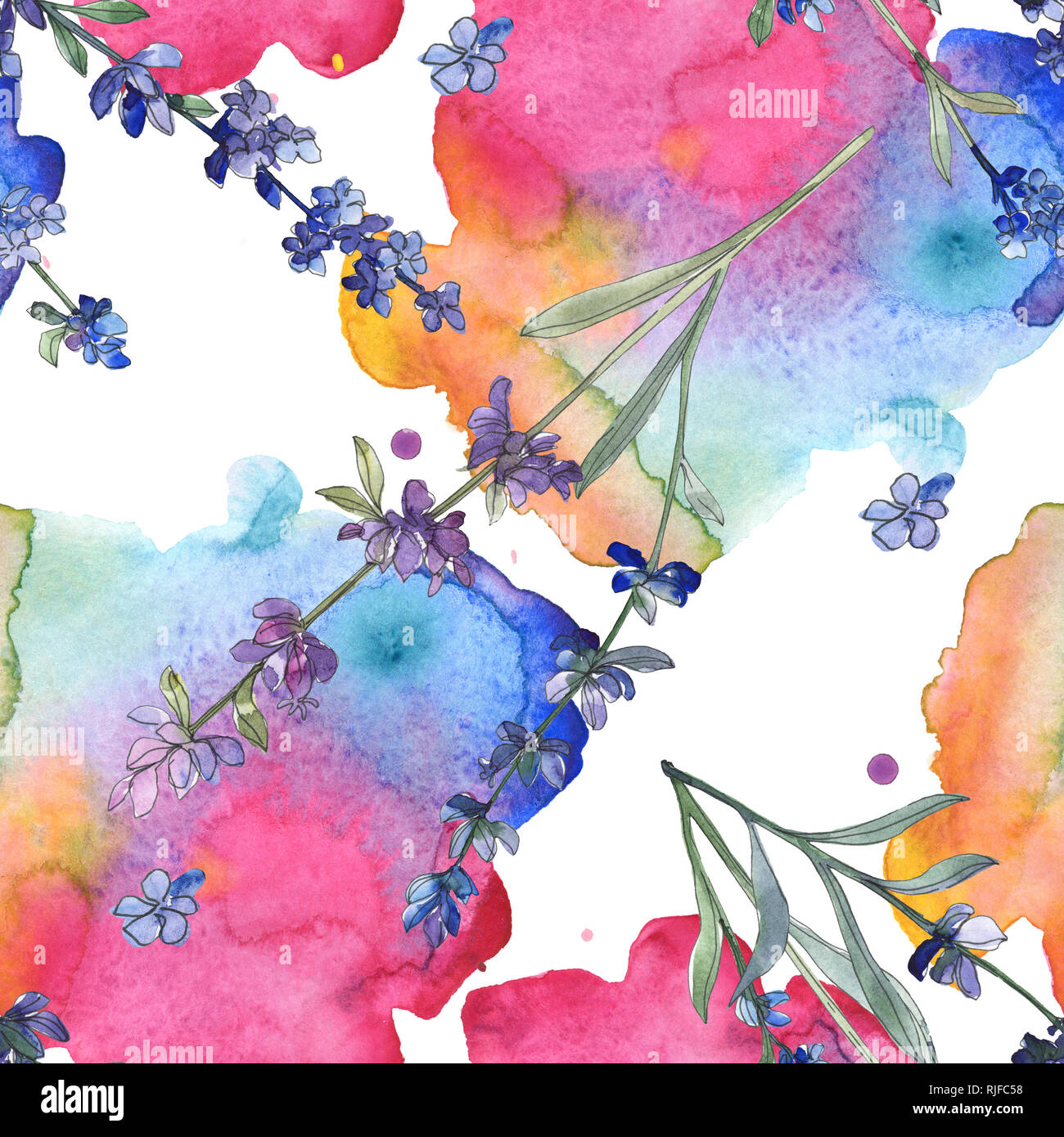 Purple lavender botanical flower. Wild spring leaf wildflower ...