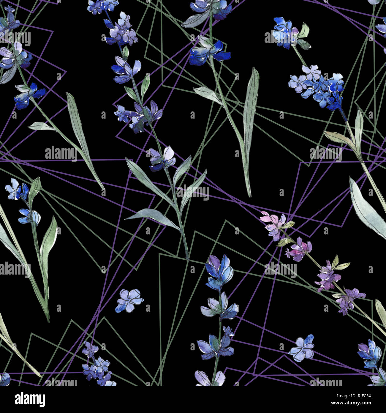 Purple lavender botanical flower. Wild spring leaf wildflower ...