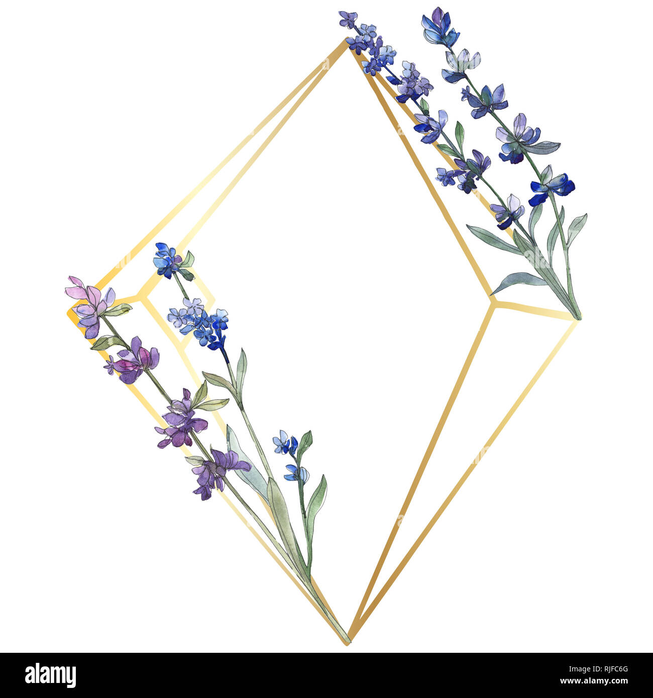 Purple lavender. Floral botanical flower. Wild spring leaf wildflower ...