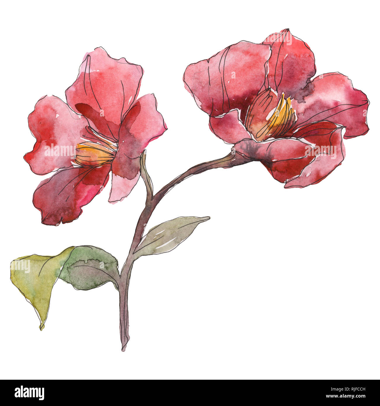 Red camelia floral botanical flower. Wild spring leaf wildflower ...