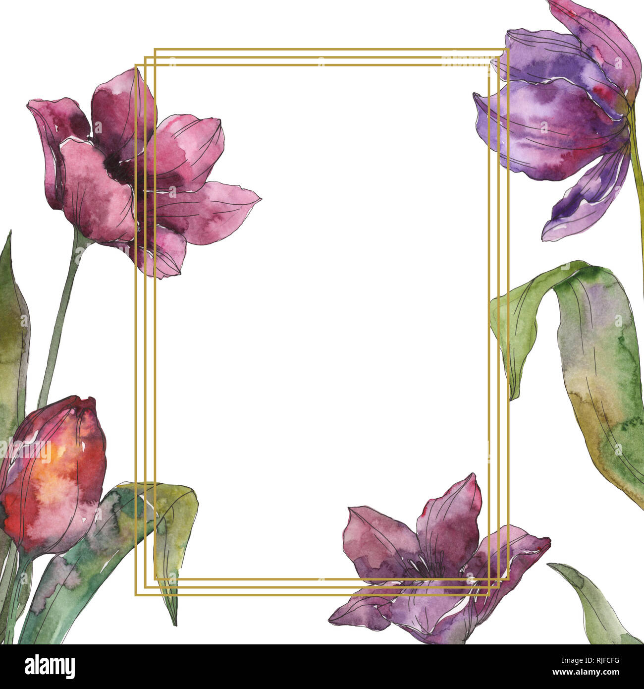 Purple tulip floral botanical flowers. Wild spring leaf wildflower ...