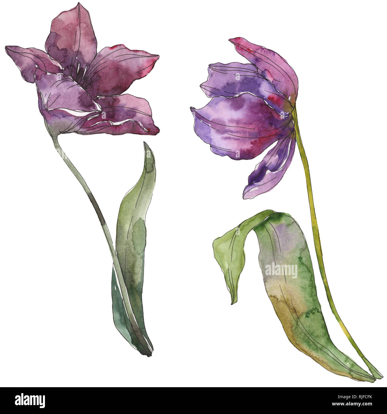 Purple tulip floral botanical flowers. Wild spring leaf wildflower ...