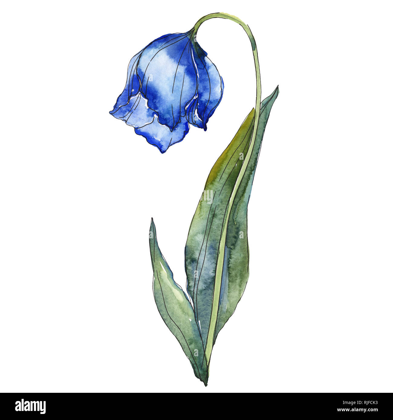 Blue Tulips Drawing