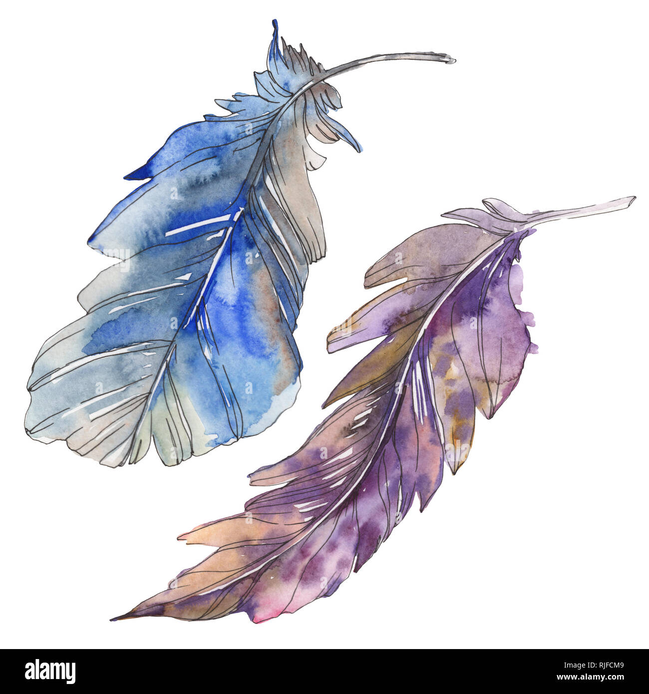 Bird feather from wing isolated. Watercolor background illustration set ...