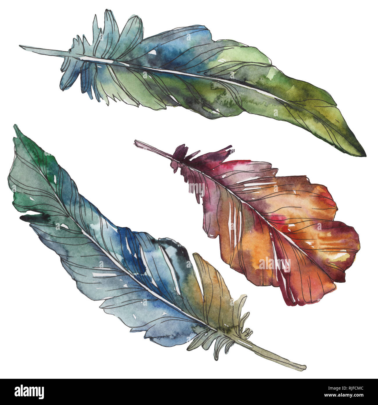 Bird feather from wing isolated. Watercolor background illustration set ...