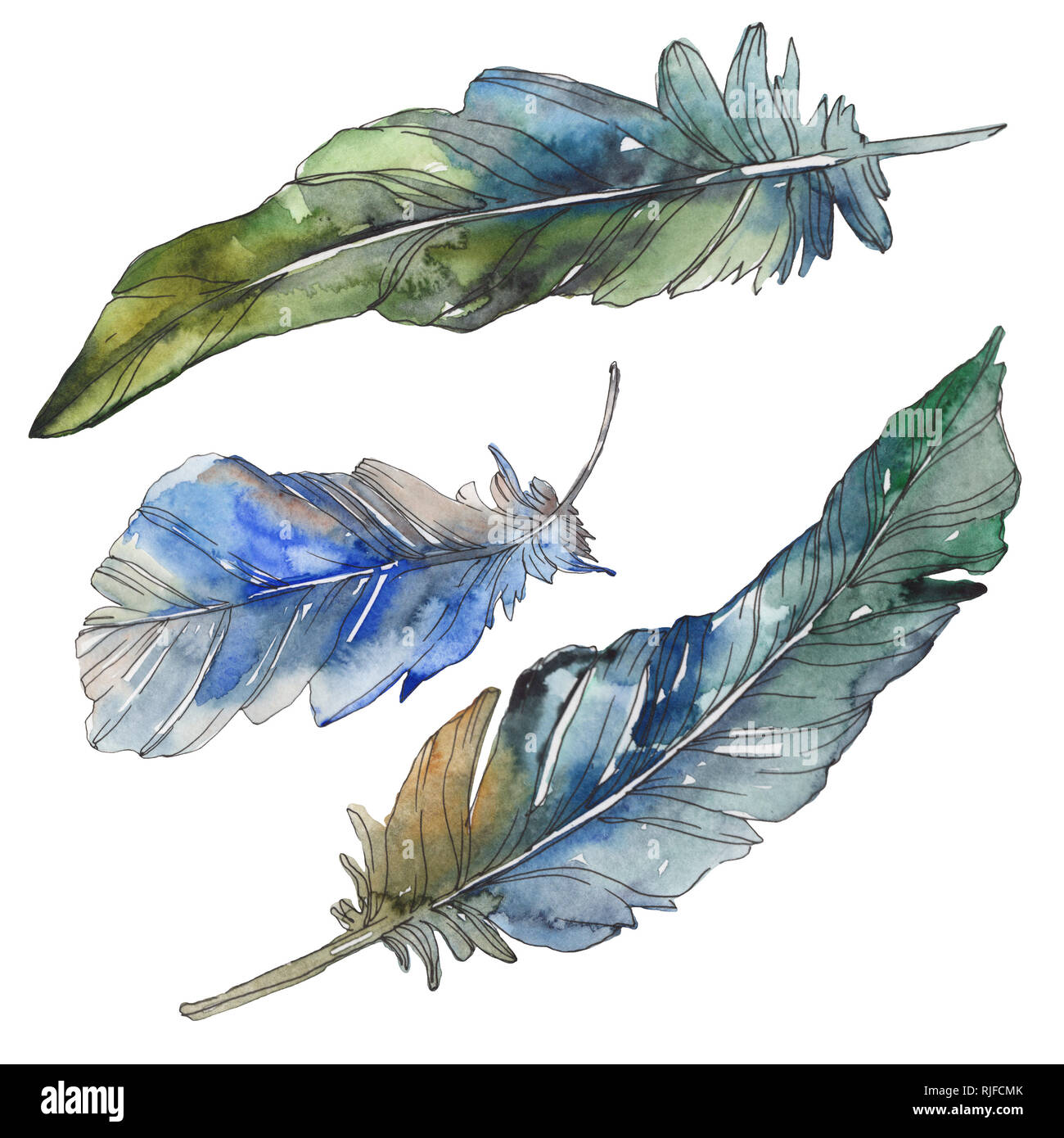 Bird feather from wing isolated. Watercolor background illustration set ...